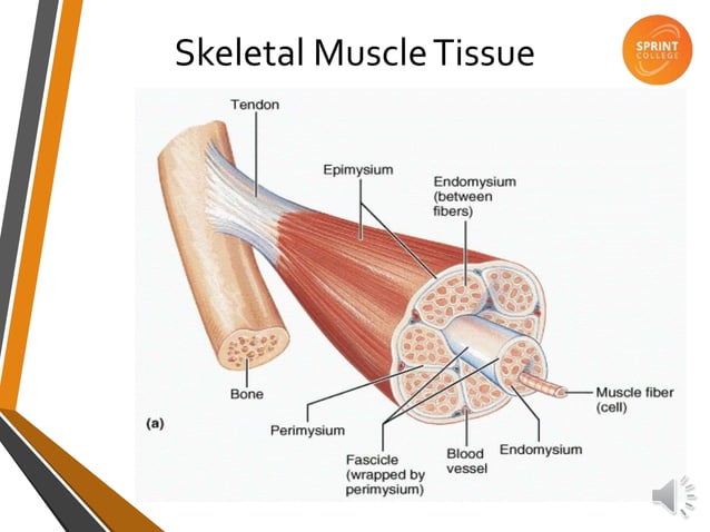 Muscle Tissue Types | PPTX | Physical Therapy | Wellness