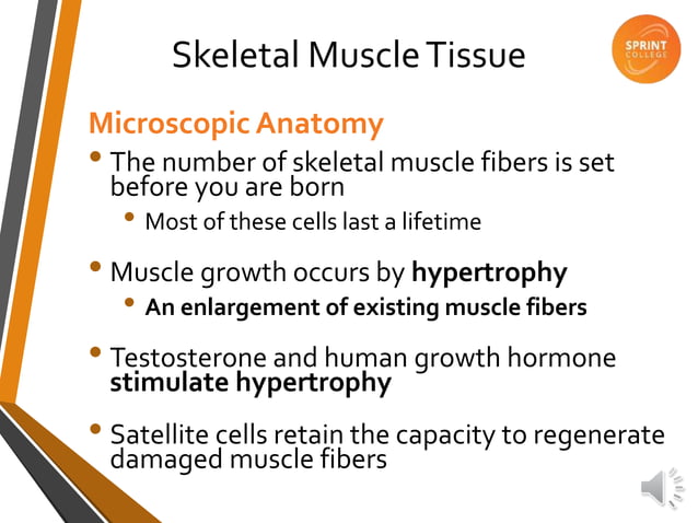 Muscle Tissue Types | PPTX | Physical Therapy | Wellness