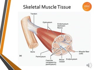 Skeletal Muscle Tissue Diagram