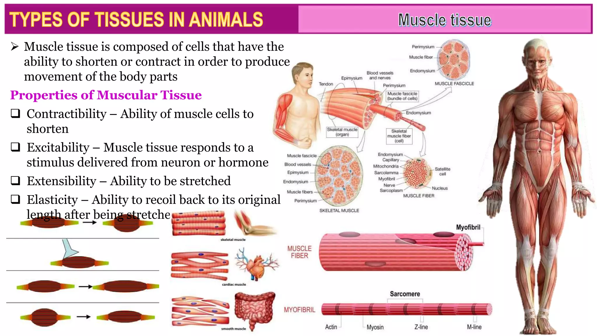 Muscle Tissue Types and Functions.pptx