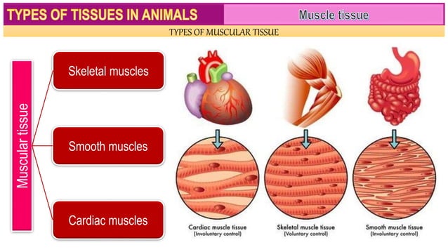 Muscle Tissue Types and Functions.pptx