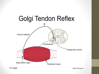 muscle tone.pOWER POINT PRESENTATION TONE | PPTX