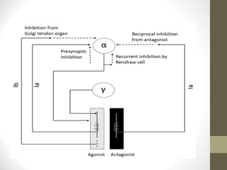 muscle tone.pOWER POINT PRESENTATION TONE | PPTX