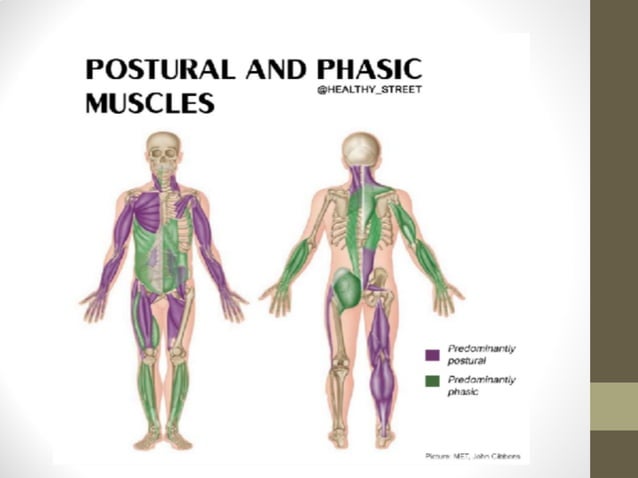 muscle tone.pOWER POINT PRESENTATION TONE | PPTX