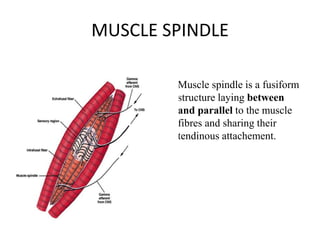 Muscle tone roohi | PPTX