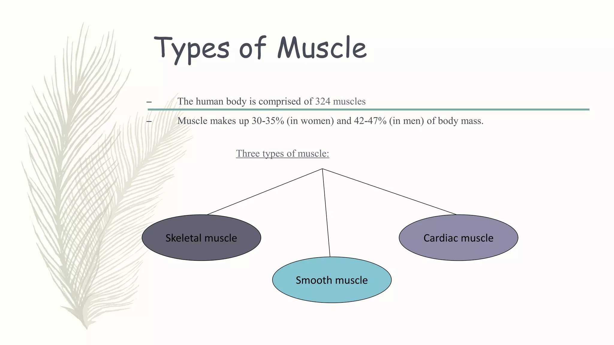 Muscle types | PPT