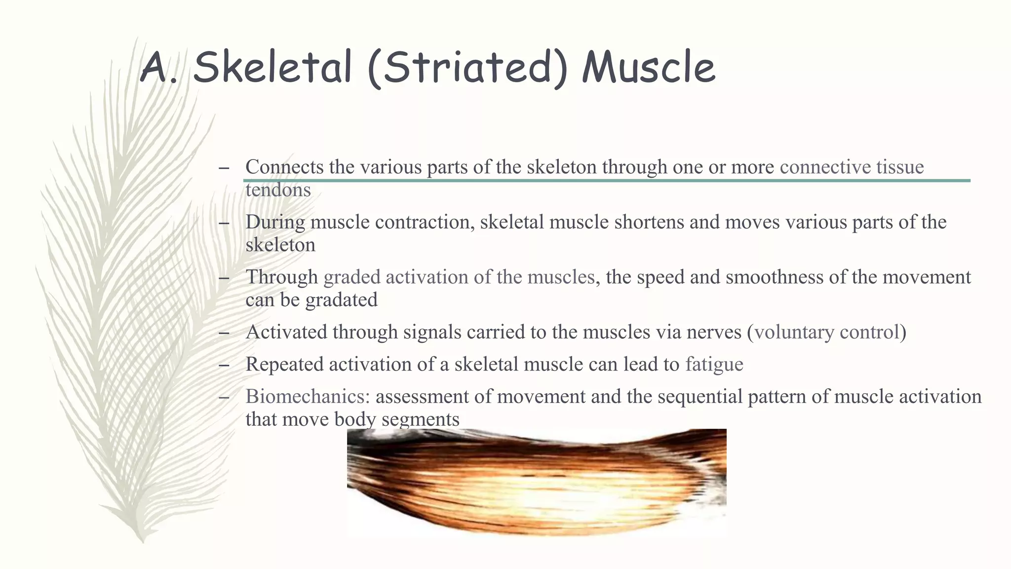 Muscle types | PPT