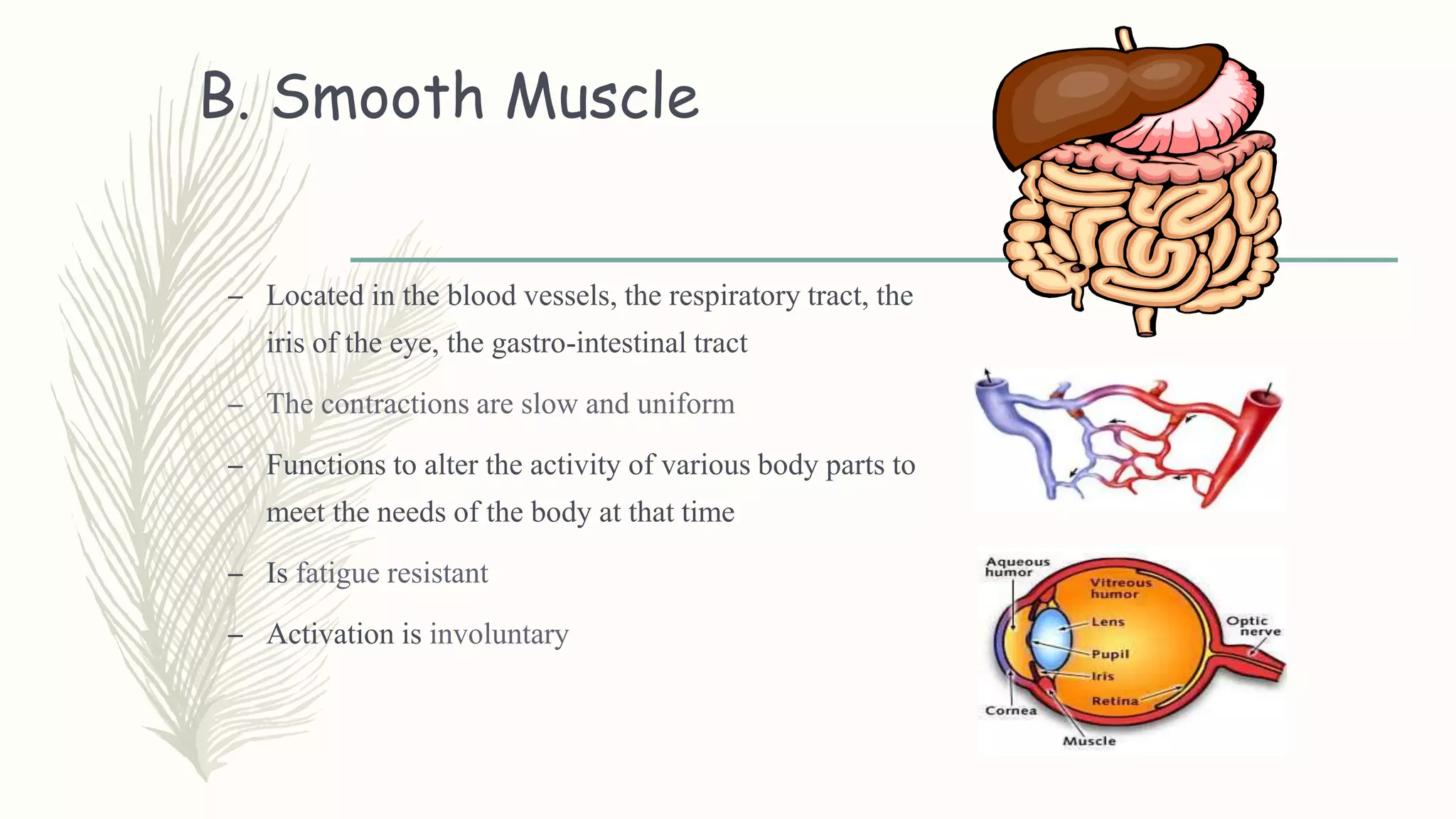 Muscle types | PPT