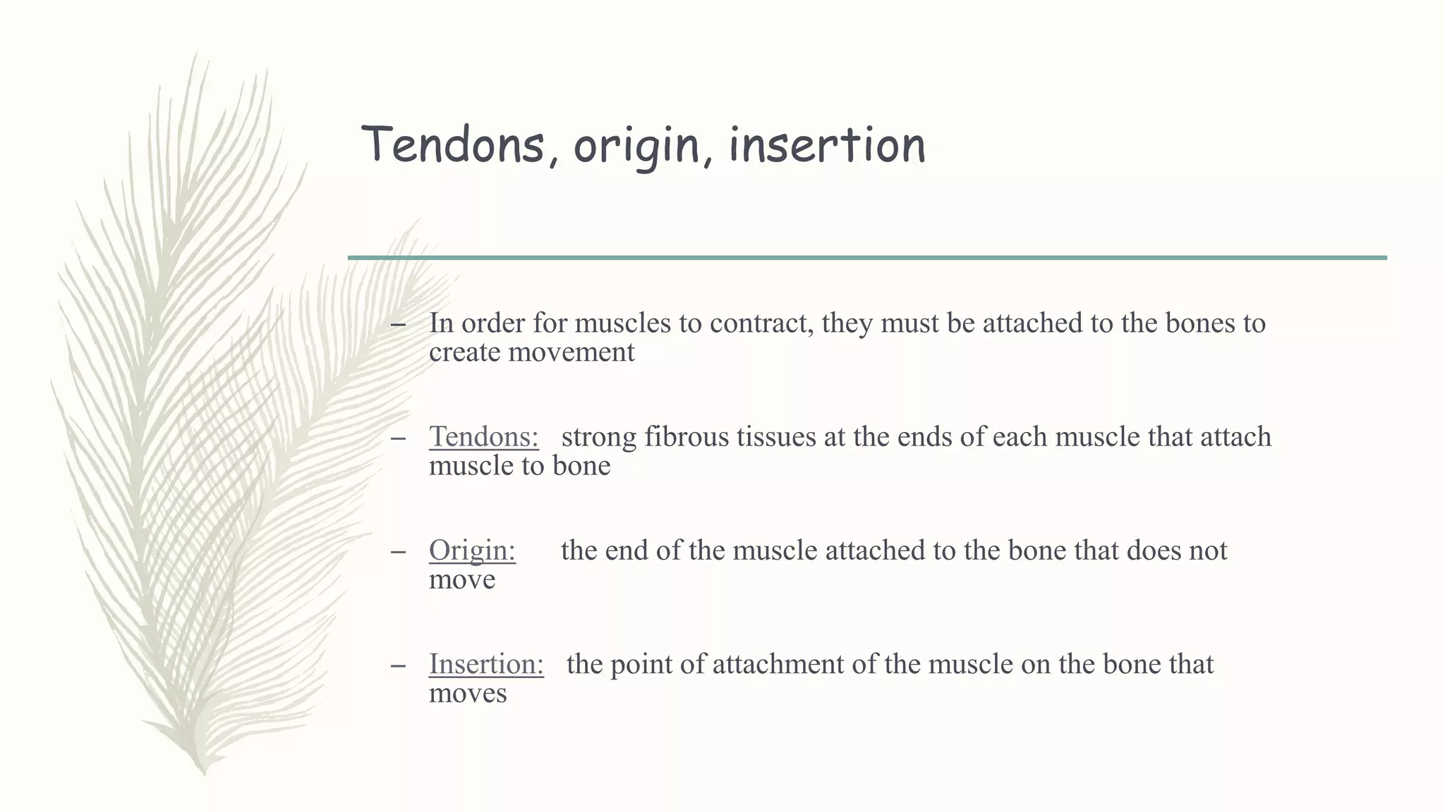 Muscle types | PPT