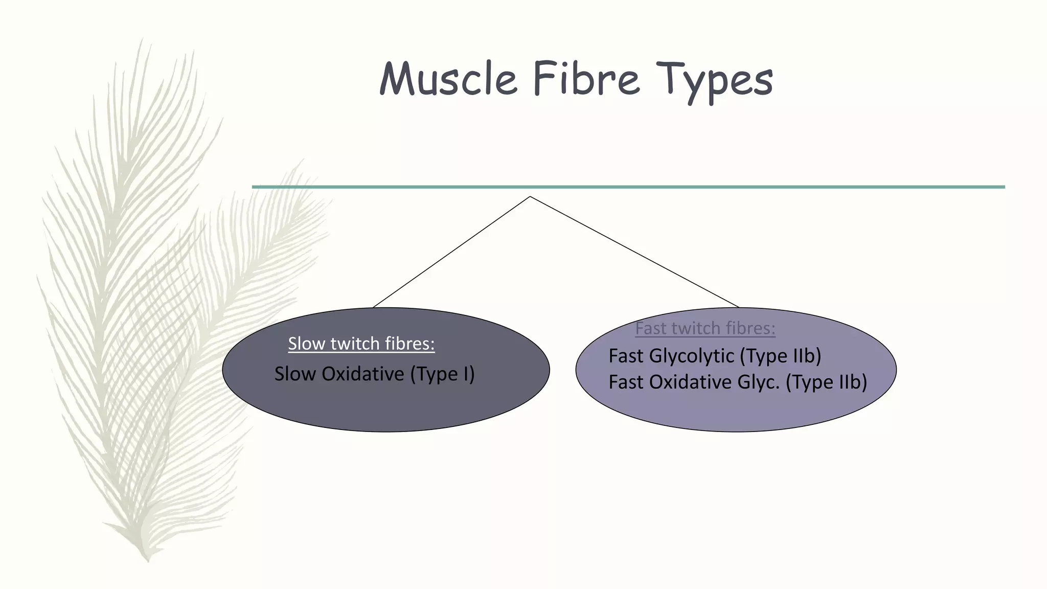 Muscle types | PPT