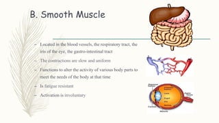Muscle types | PPT