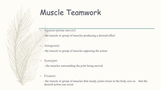 Muscle types | PPT