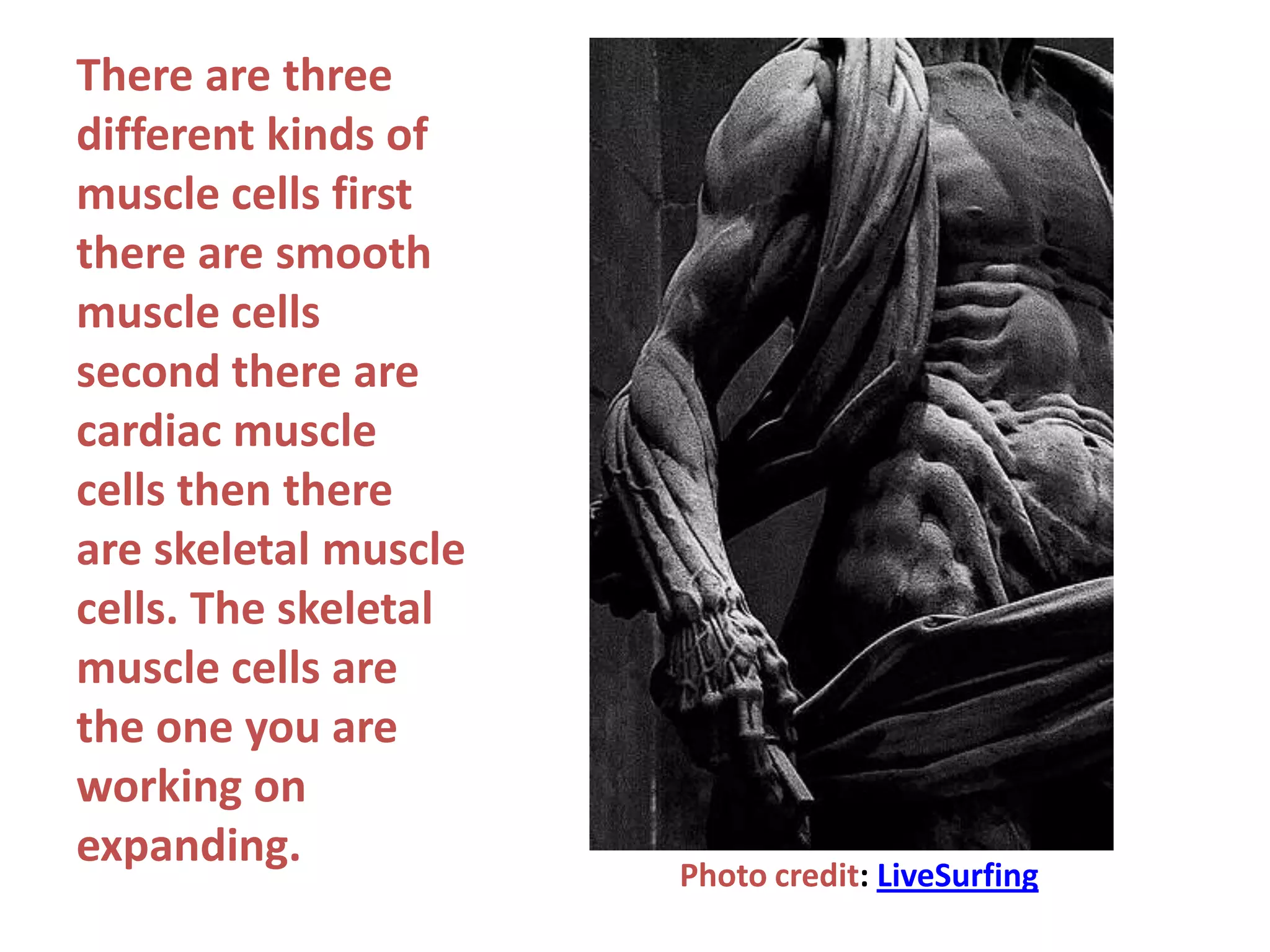Muscle vs. fat cells | PPTX