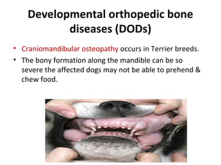 Muscloskeletal disease in small animals | PPT