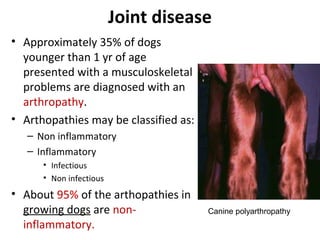Muscloskeletal disease in small animals | PPT