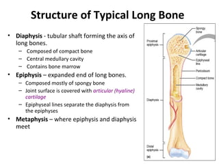 Muscloskeletal disease in small animals | PPT