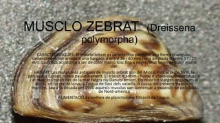 Bivalves-Musclo zebrat | PPTX