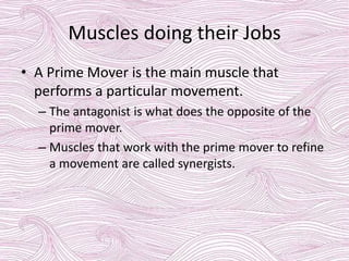 Muscular system 2 | PPTX