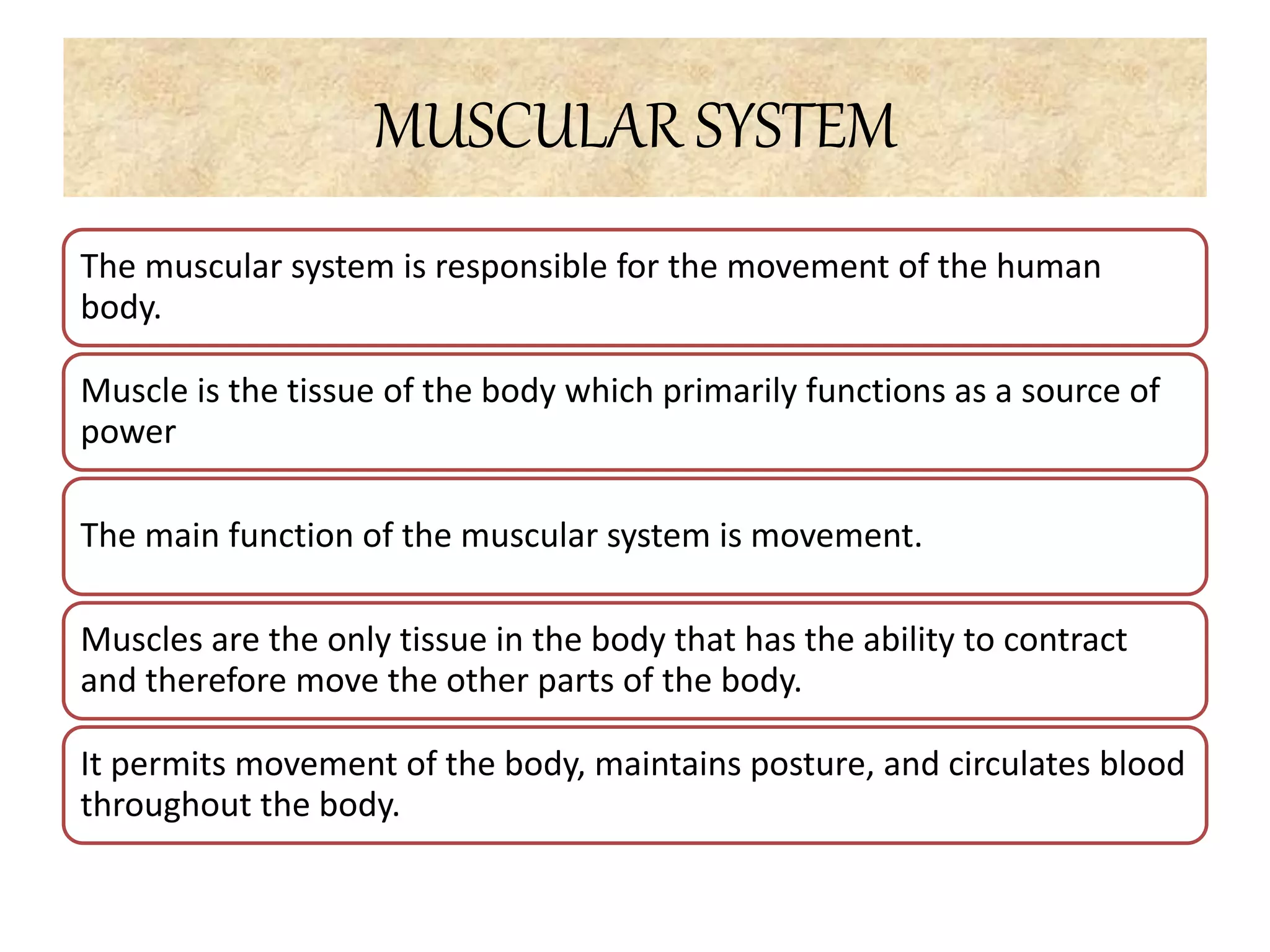Musclular system introduction | PPTX