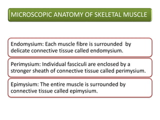 Musclular system introduction | PPTX