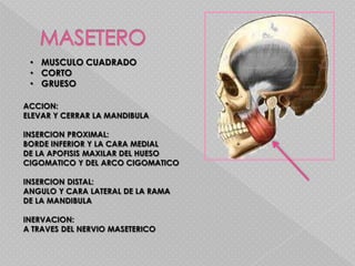 Músculos Masticadores | PPTX