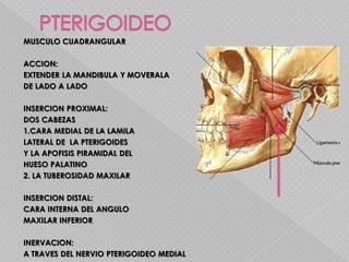 Músculos Masticadores | PPTX