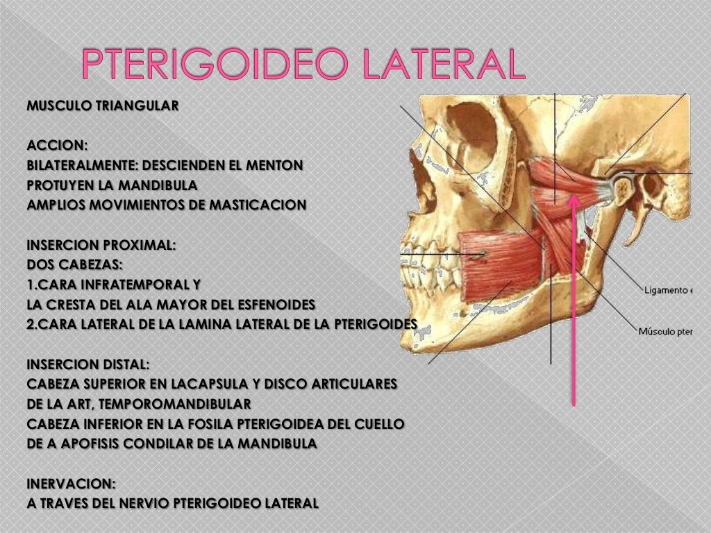 Músculos Masticadores