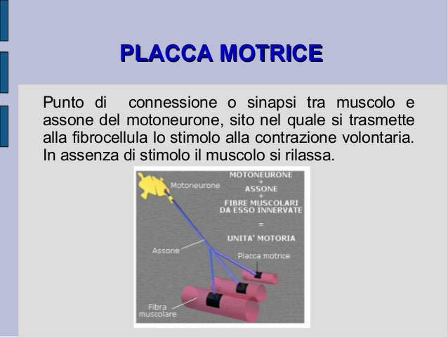 Muscoli