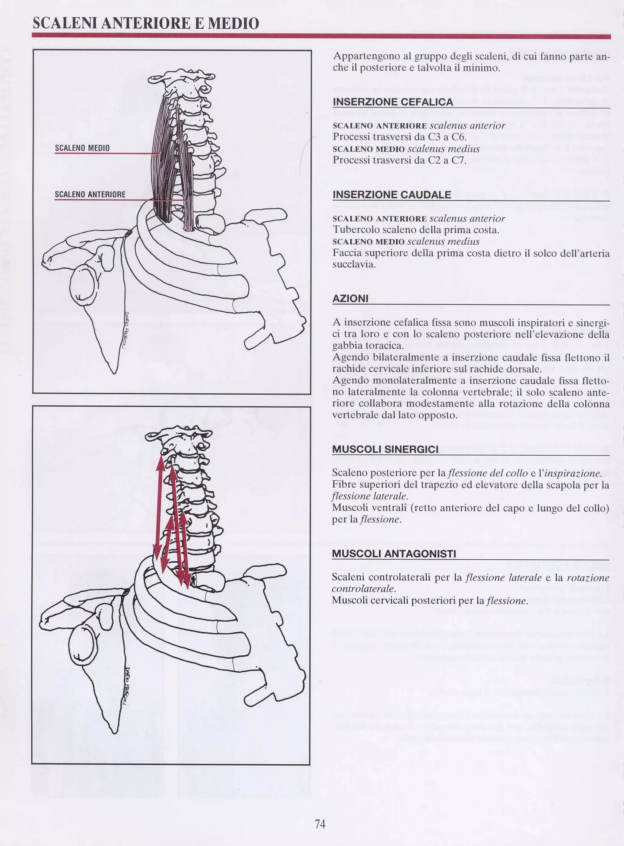 Muscoli anatomia funzionale | PDF