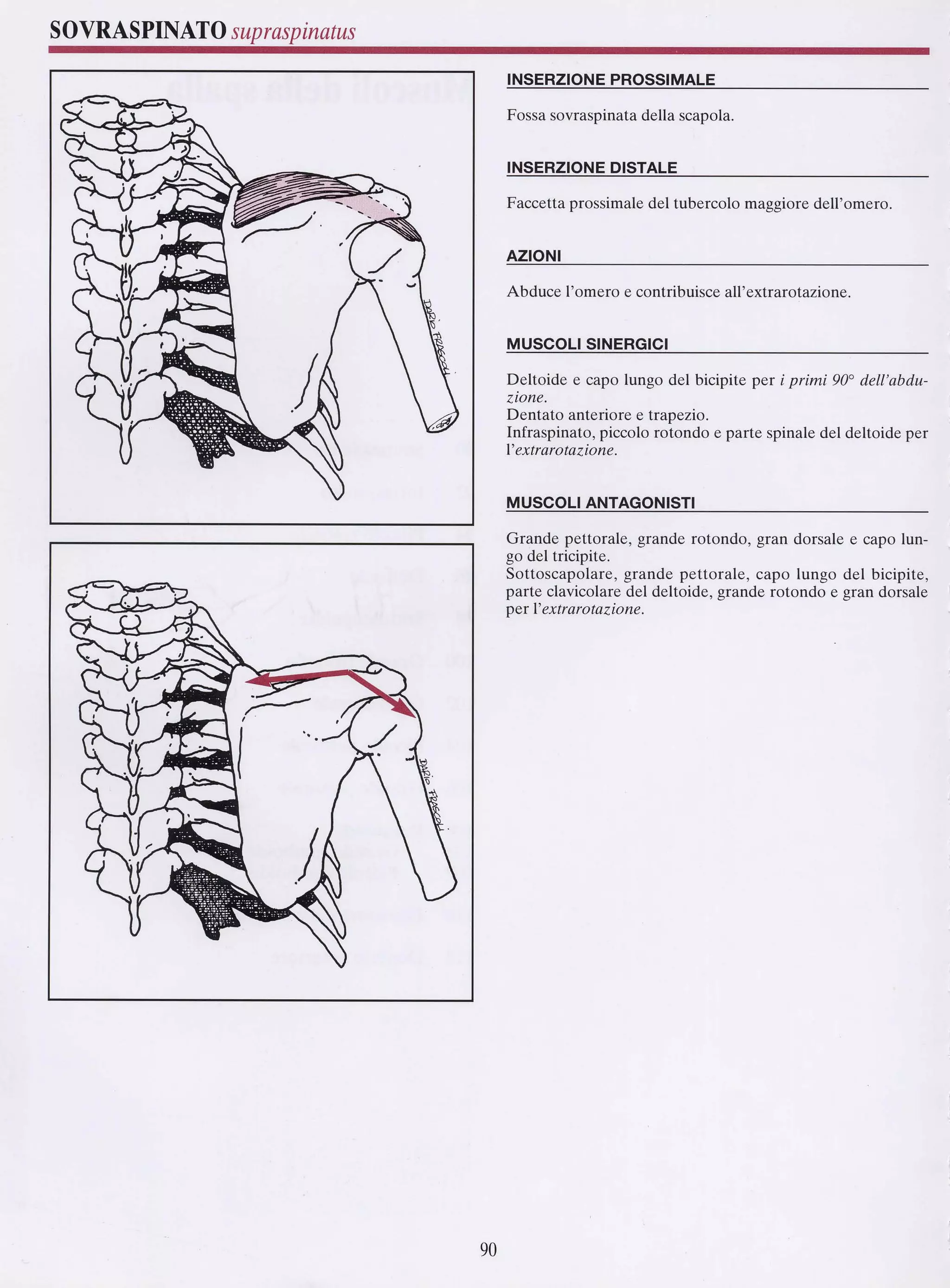 Muscoli anatomia funzionale | PDF