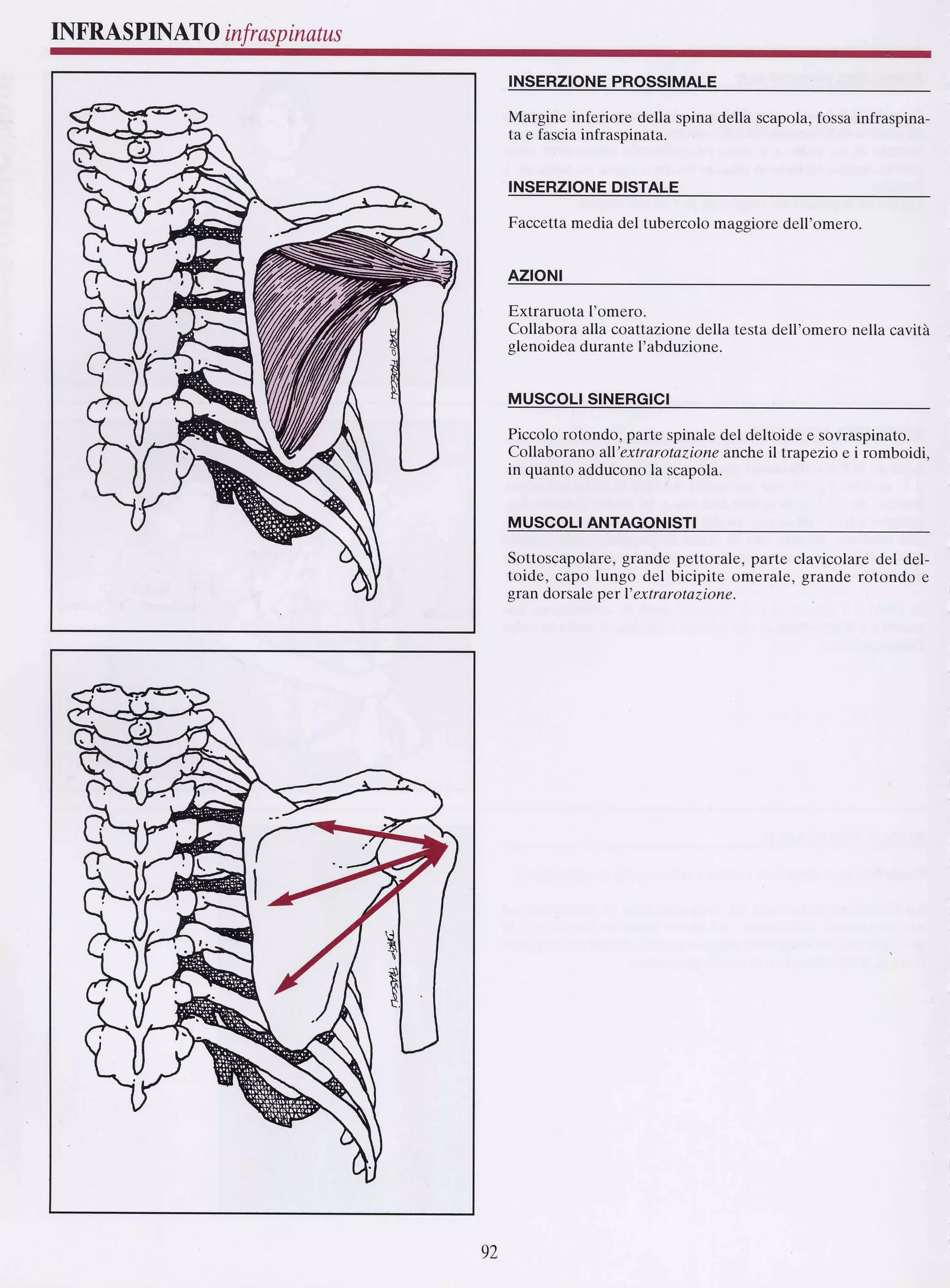 Muscoli anatomia funzionale | PDF