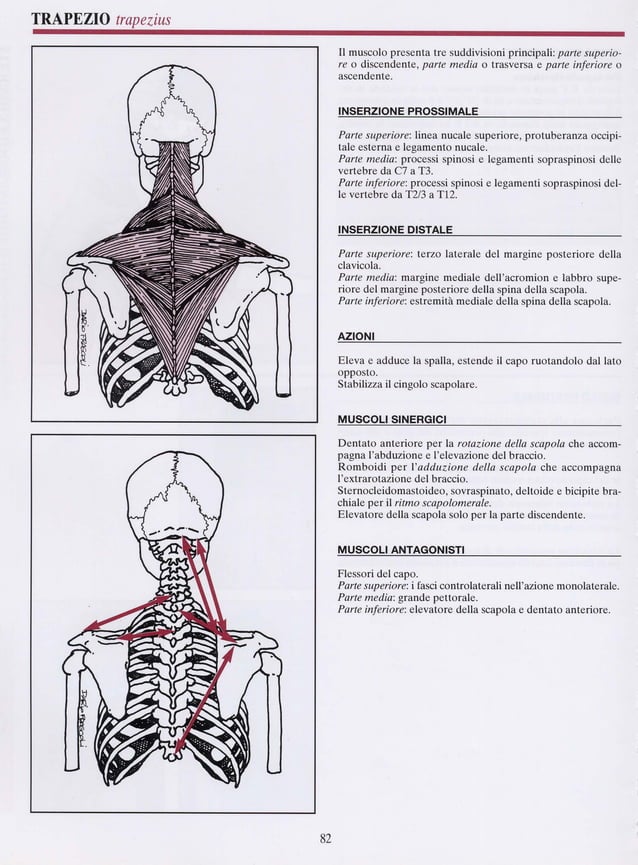 Muscoli anatomia funzionale | PDF