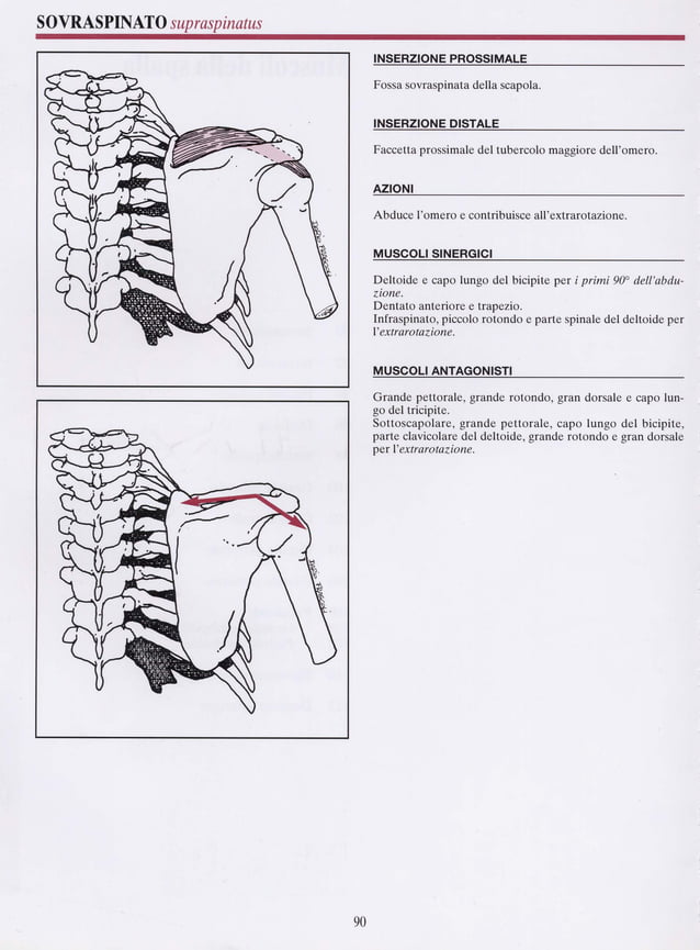 Muscoli anatomia funzionale | PDF