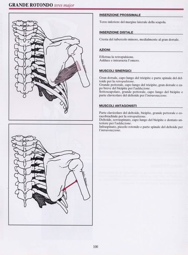 Muscoli anatomia funzionale | PDF