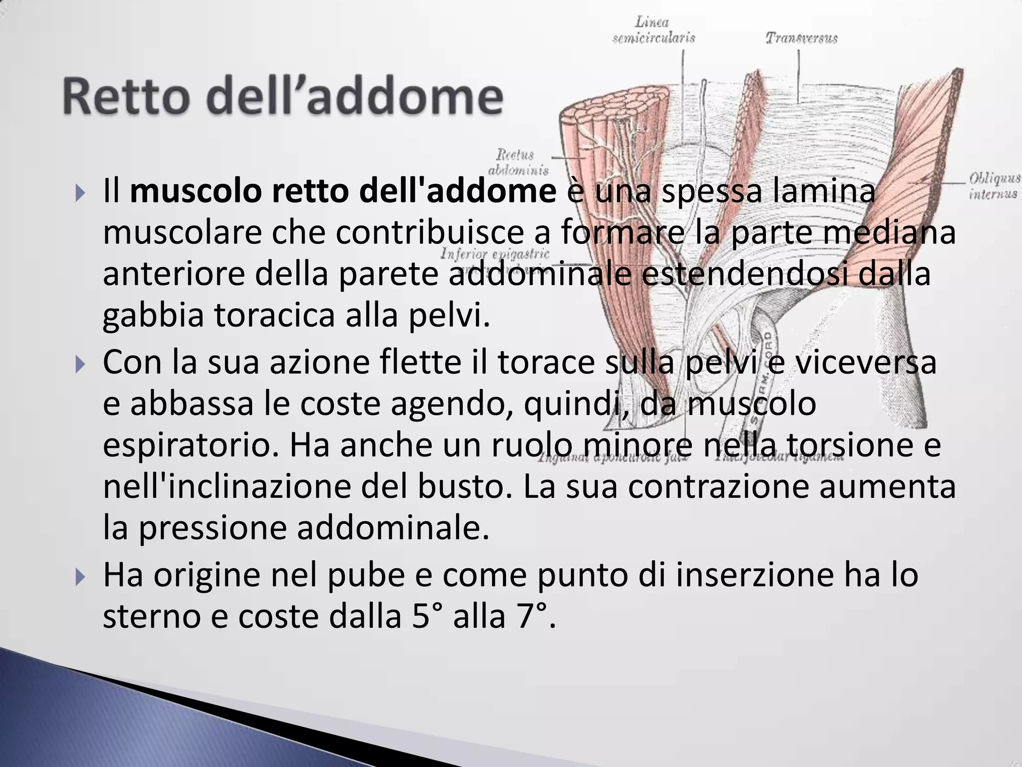 Muscoli superficiali | PPTX