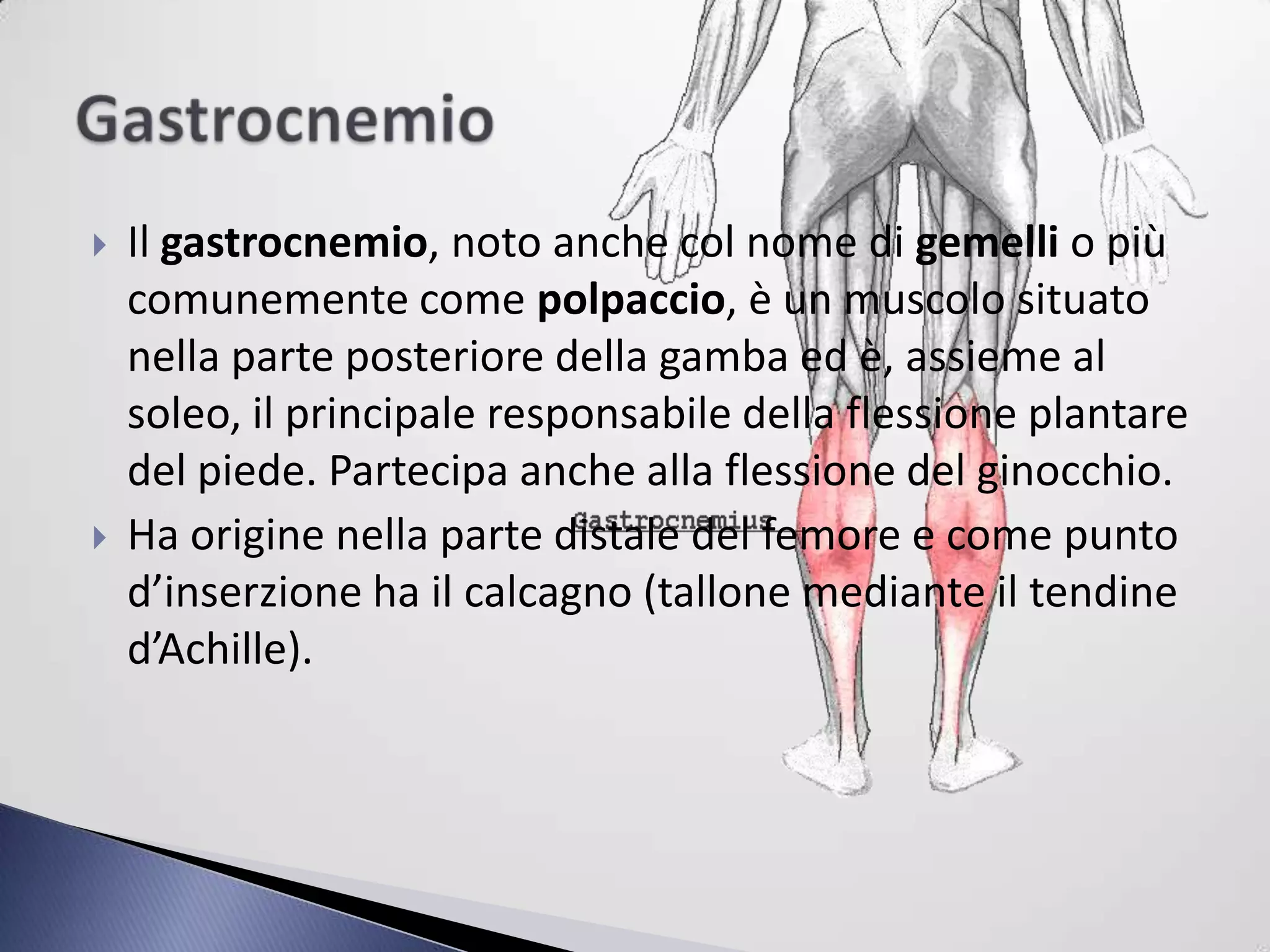 Muscoli superficiali | PPTX