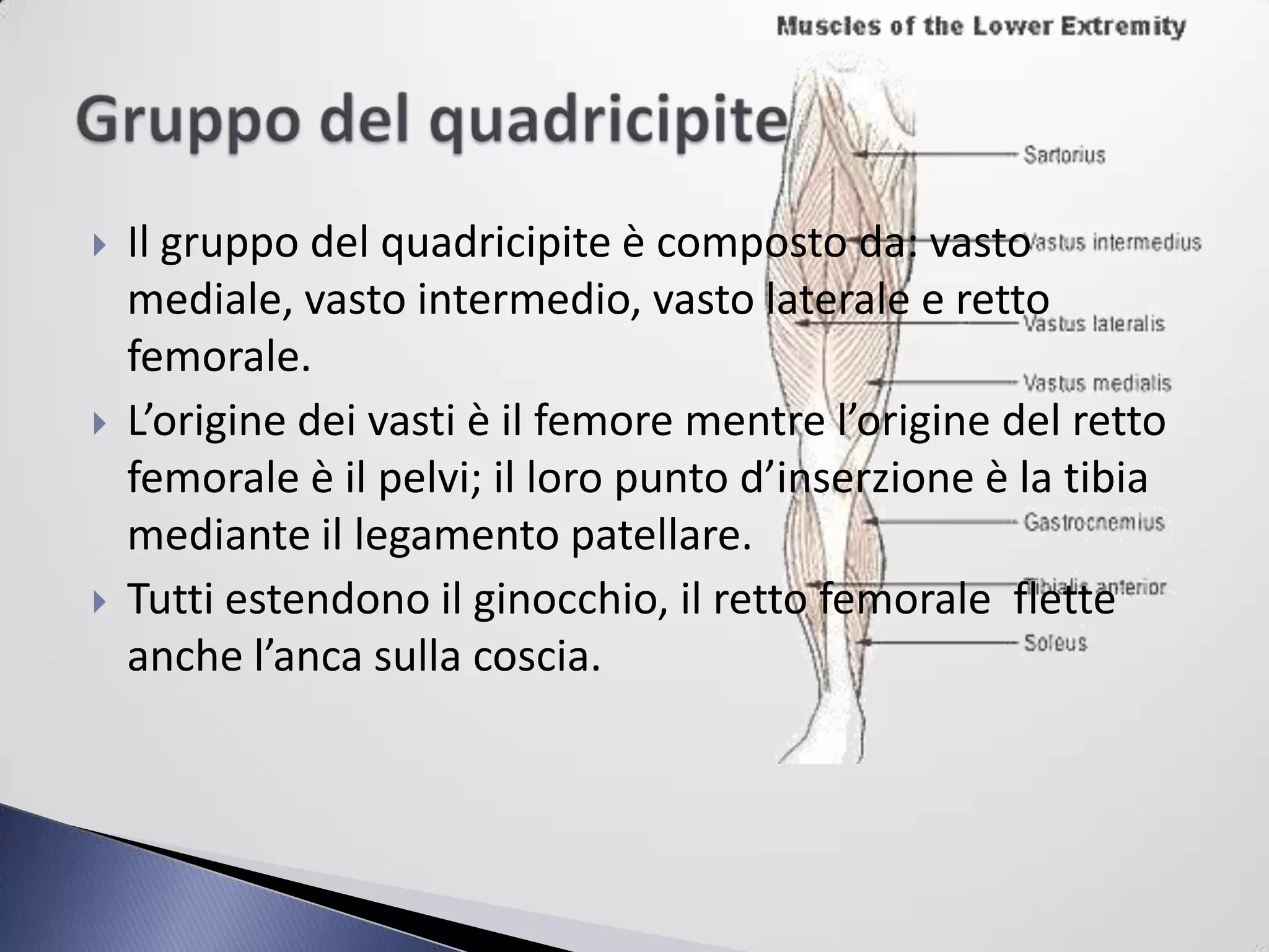 Muscoli superficiali | PPTX