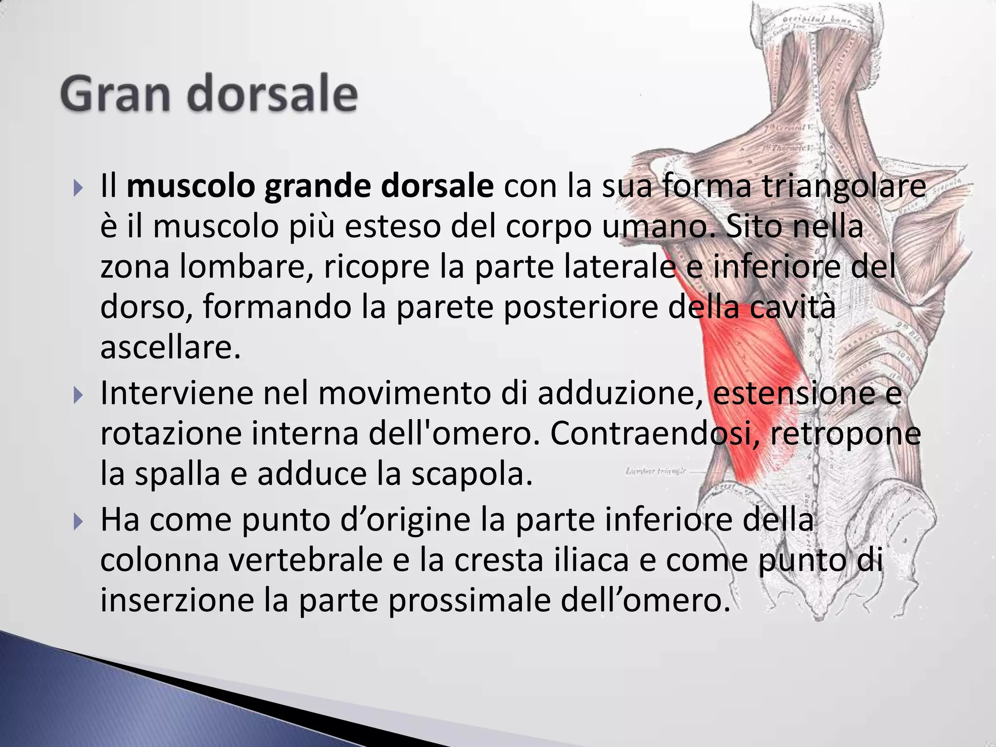 Muscoli superficiali | PPTX
