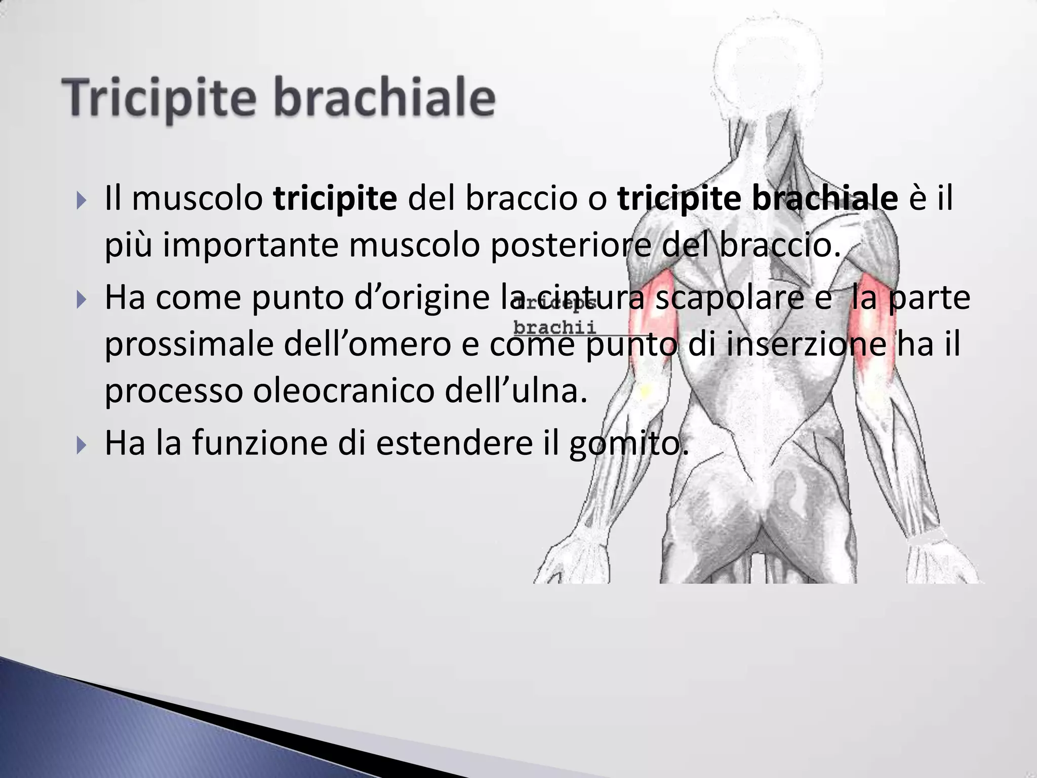 Muscoli superficiali | PPTX