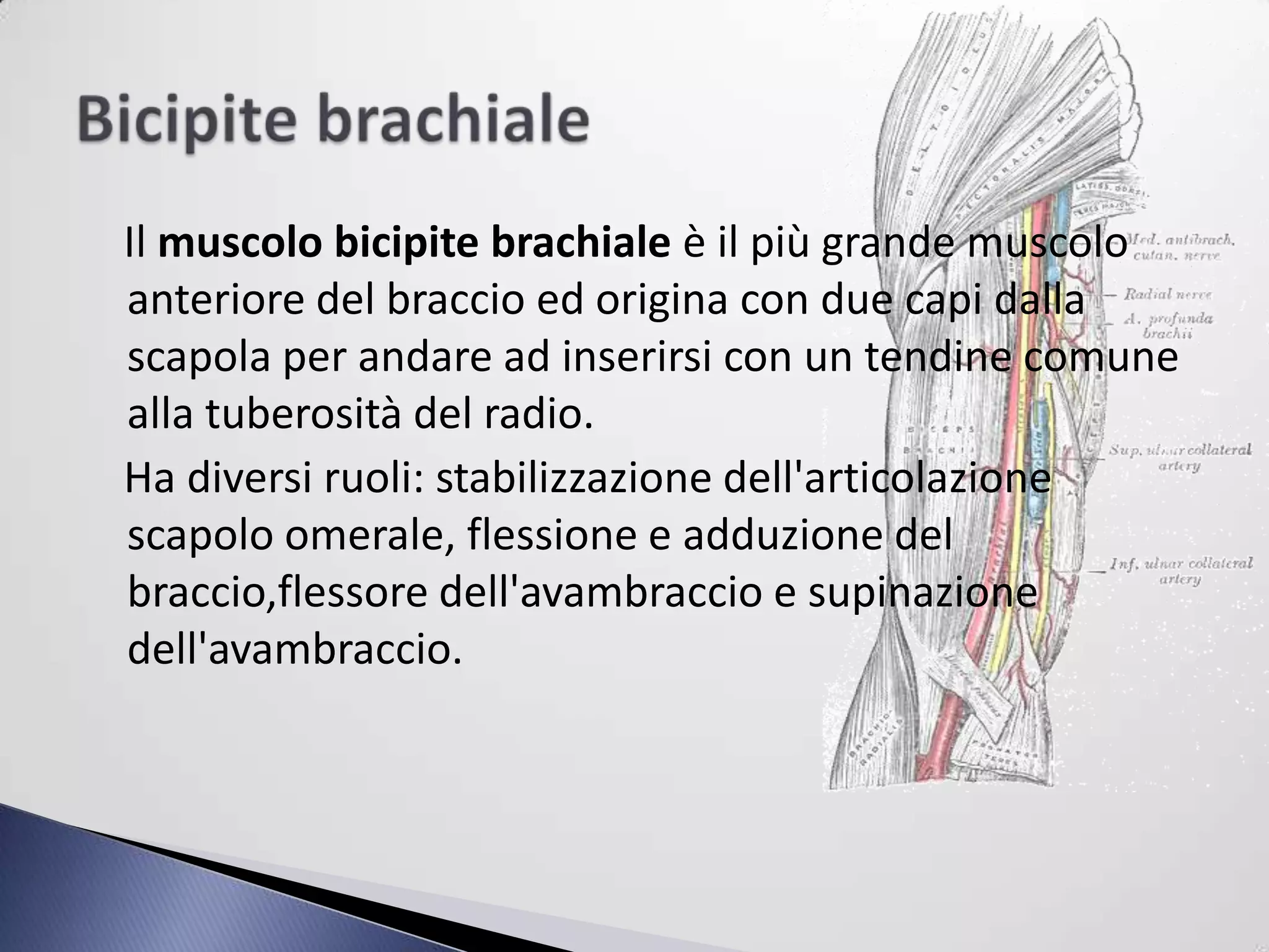 Muscoli superficiali | PPTX