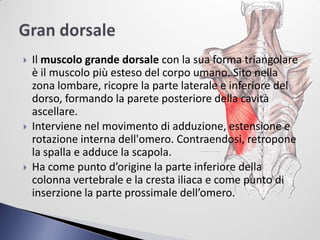 Muscoli superficiali | PPTX | Death, Injury, or Military Conflict ...