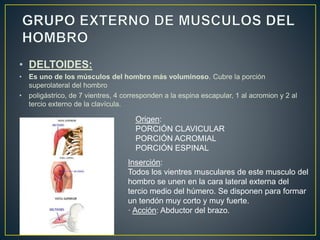 Músculos del hombro y brazo | PPTX