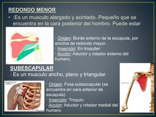 Músculos del hombro y brazo | PPTX