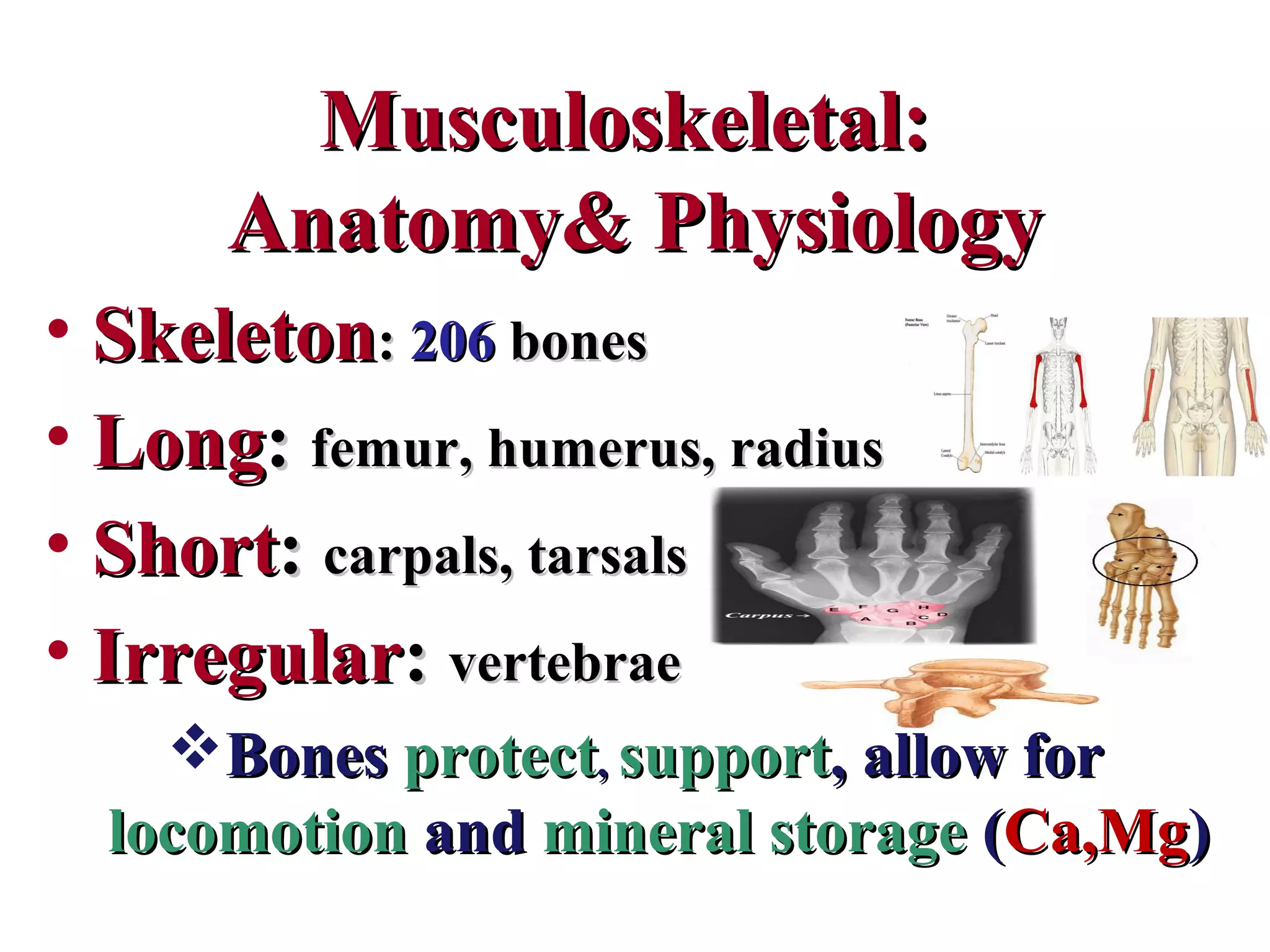 Muscoloskeletal | PPT