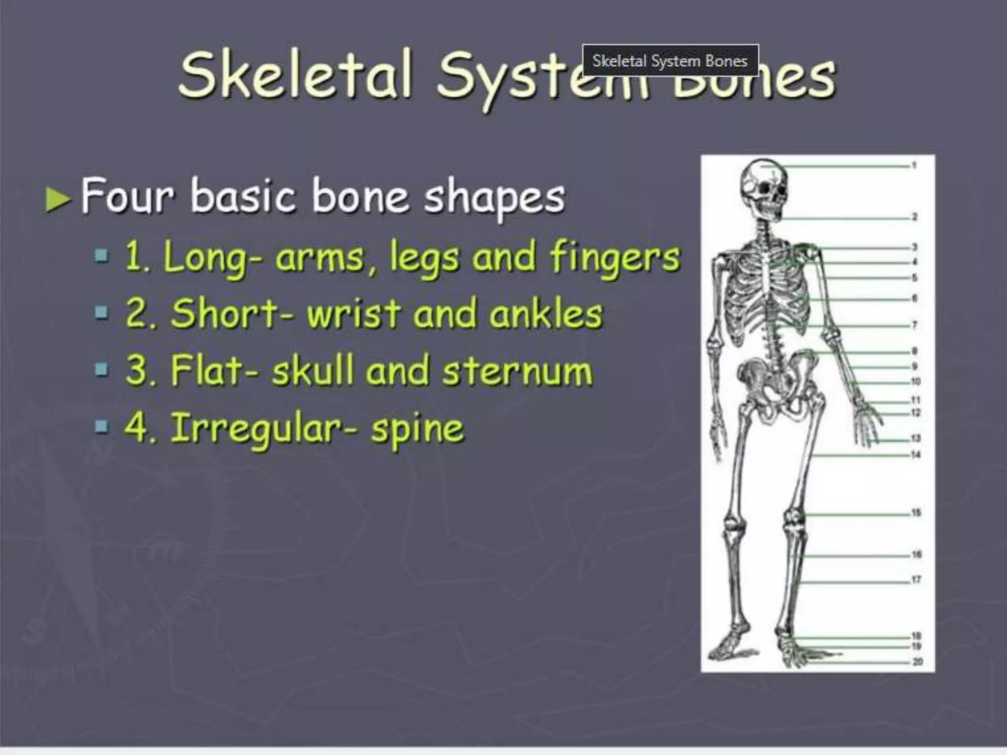 Muscoloskeletal System- Science Grade 6.pptx