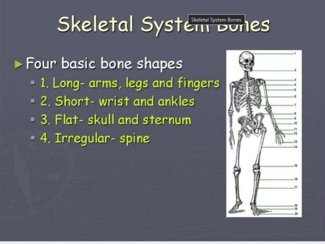 Muscoloskeletal System- Science Grade 6.pptx | Bone and Joint Conditions | Diseases and Conditions