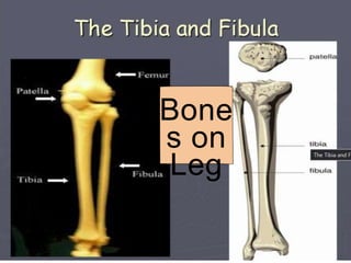 Muscoloskeletal System- Science Grade 6.pptx