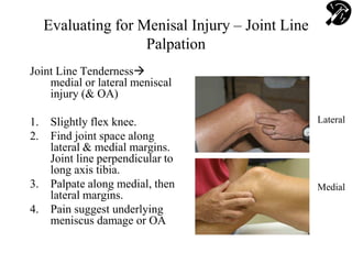 Muscskel.lecture kneeand shoulder | PPT