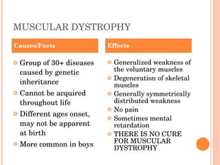 Muscular | PPT