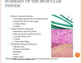Muscular | PPT